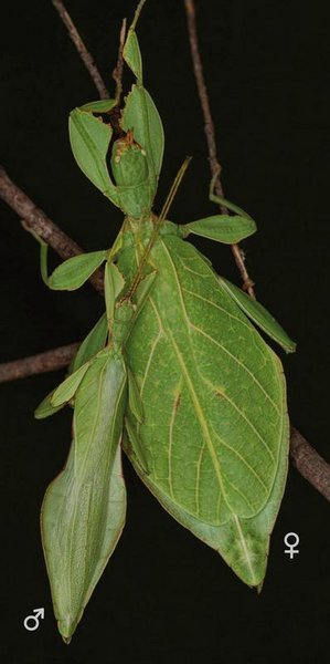 Evolution der Wandelnden Blätter aufgeklärt: Göttinger Forschungsteam ...
