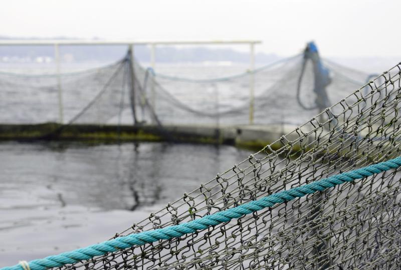 Umweltfreundliche Netze für die Fischzucht: VBIO