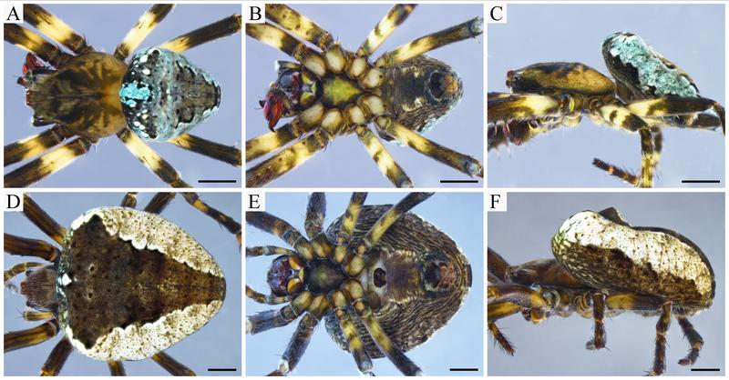 Neue Spinnenart im Hochland von Kolumbien entdeckt: VBIO Neue Spinnenart im Hochland von Kolumbien entdeckt: VBIO