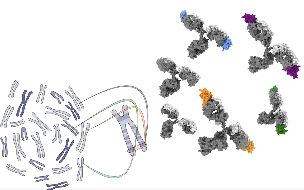 DNA-Klau stärkt die Immunvielfalt: VBIO