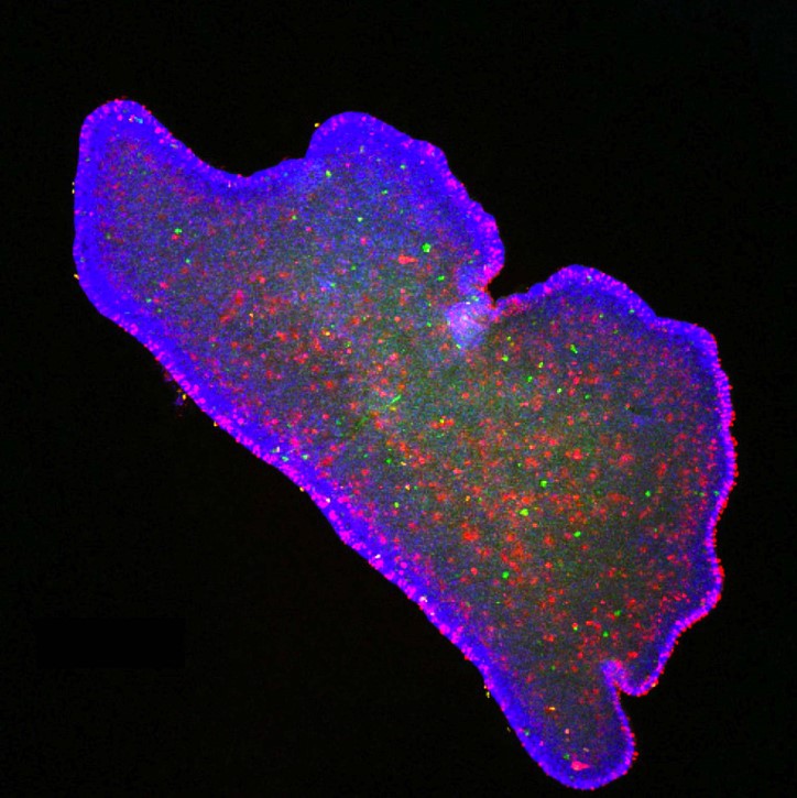 Stammplatz für die einfachsten Vielzelligen Tiere: VBIO
