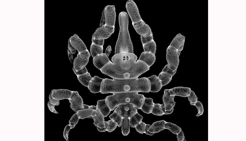 Asselspinnen regenerieren nicht nur Gliedmaßen, sondern auch den ...