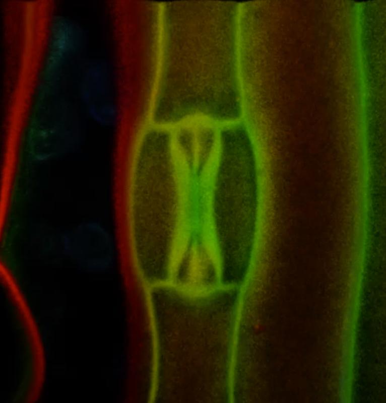Ein Zellkompass für effizientes «Atmen» von Gräsern: VBIO
