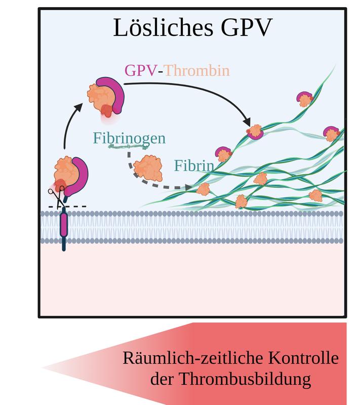 Revolutionären Regulationsmechanismus der Blutgerinnung entdeckt: VBIO