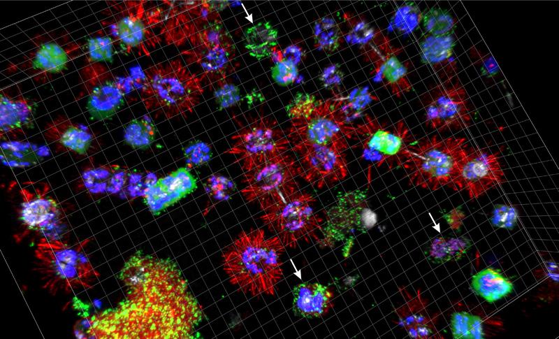 Kieselalgen bieten interessanten Lebensraum für Bakterien: VBIO