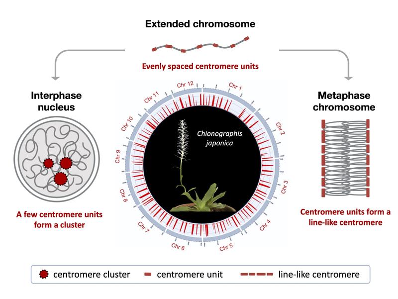 Plastizität und Vielfalt: Neue Art der Zentromer-Organisation ...