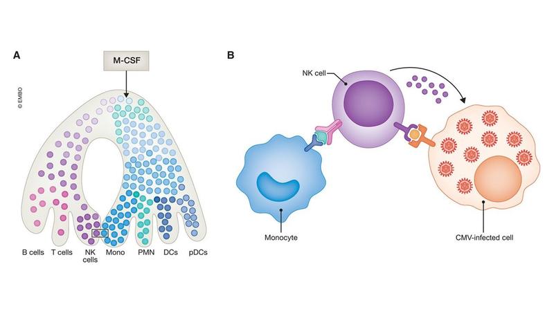 Schwaches Immunsystem stärken: Forschende entdecken eine ungewöhnliche ...