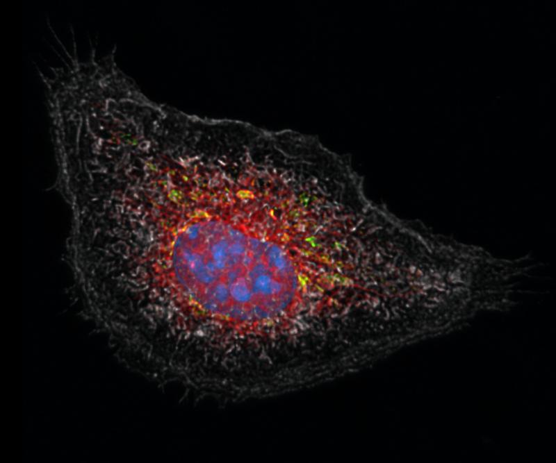 Wie der Kampfmodus im Körper beendet wird: VBIO