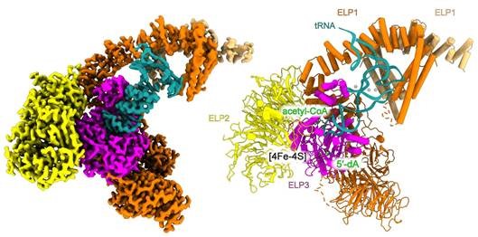 Mutationskrankheiten: Forschende entschlüsseln Protein-Komplex: VBIO