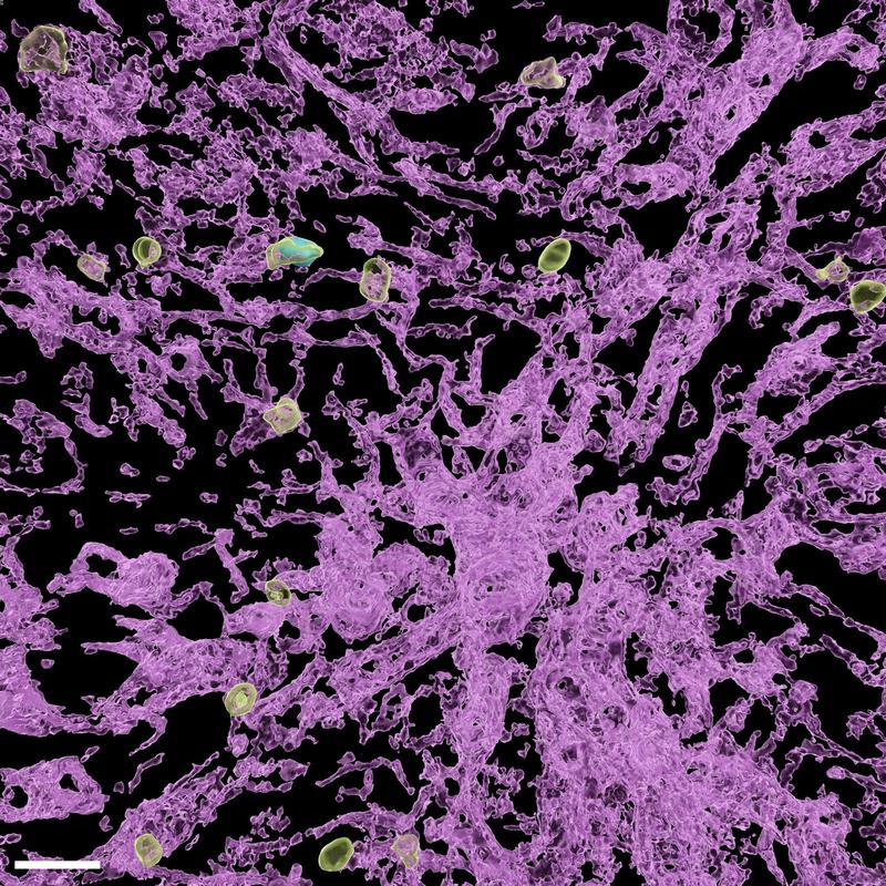 Hepatitis B: „Sleep Timer“ für Immunzellen entdeckt: VBIO