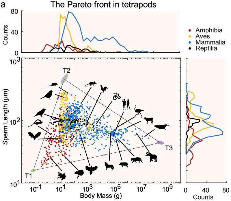 Wie evolutionäre Kompromisse die Spermienlänge bei Tetrapoden ...