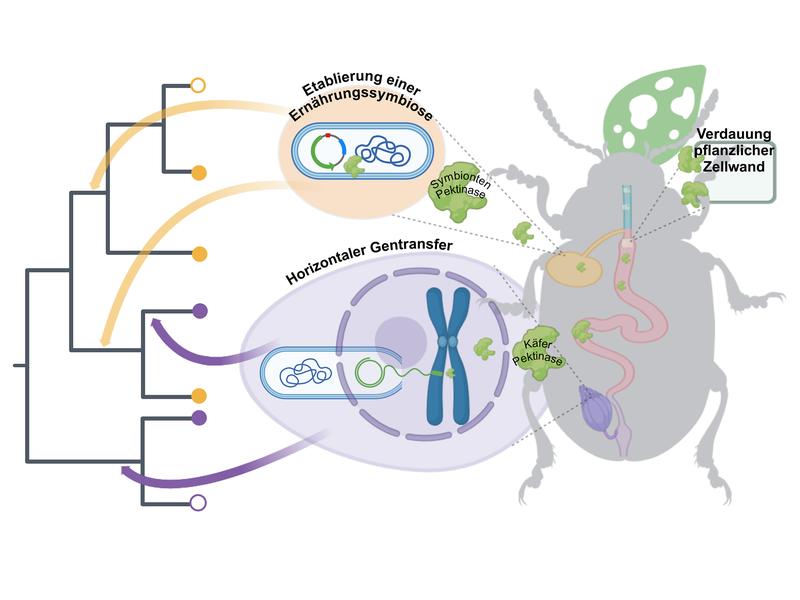 Das Genom lesen und Evolution verstehen: Symbiosen und Gentransfer bei ...