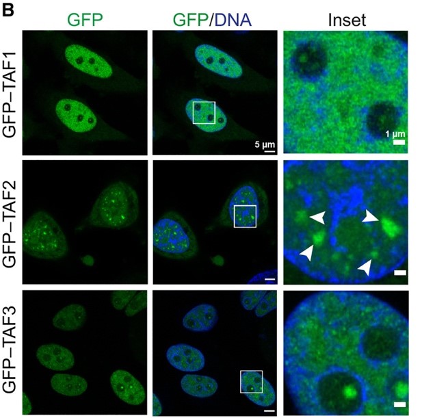 Wie eine flexible Proteindomäne Gentranskription und RNA-Verarbeitung ...