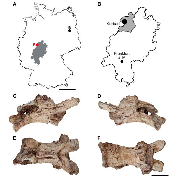 Neues Fossil zeigt verborgene Vielfalt urzeitlicher Reptilien vor ...