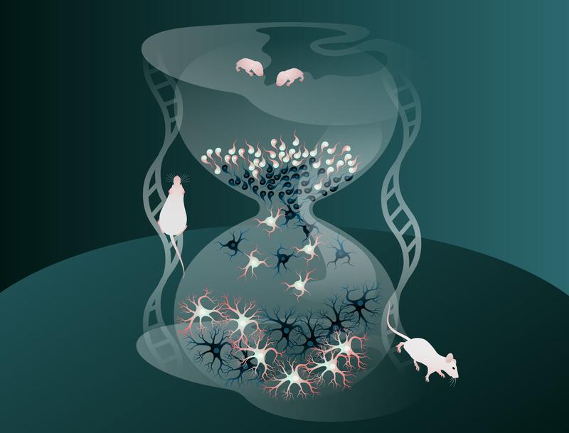 Hemmende Nervenzellen im Gehirn holen ihren Reifungs-Rückstand auf: VBIO