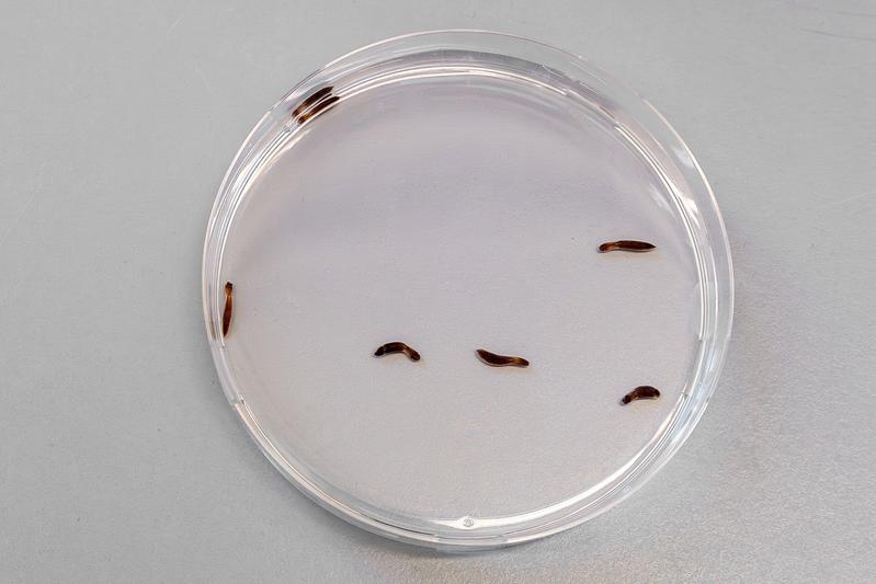 Der Anfang vom Ende: VBIO