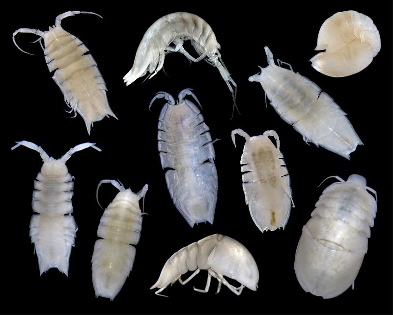 Mehr Arten auf tausenden Kilometern: Das geheime Leben am Tiefseeboden ...